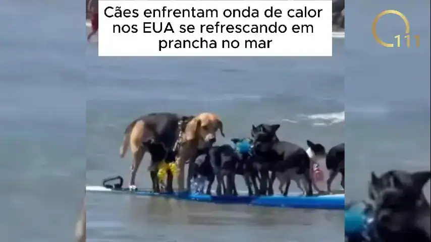Cães enfrentam onda de calor nos EUA se refrescando em prancha no mar ...