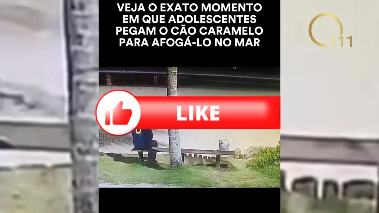 Veja o exato momento em que adolescentes pegam o cão caramelo para ...
